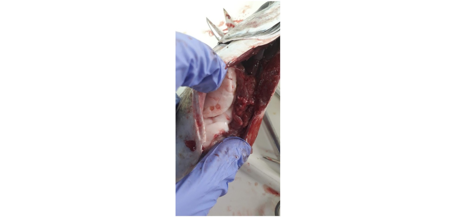 First molecular identification of the zoonotic parasite Anisakis ...